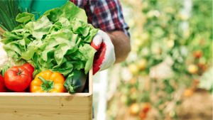 Our Company - Segi Fresh